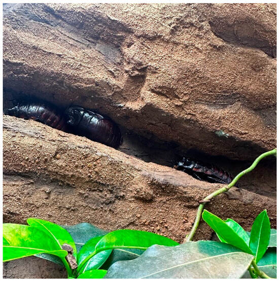 Assessing the Welfare of Captive Group-Housed Cockroaches ...