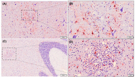 Phenotypic Characterization of Encephalitis in the BRAINS of Badgers ...