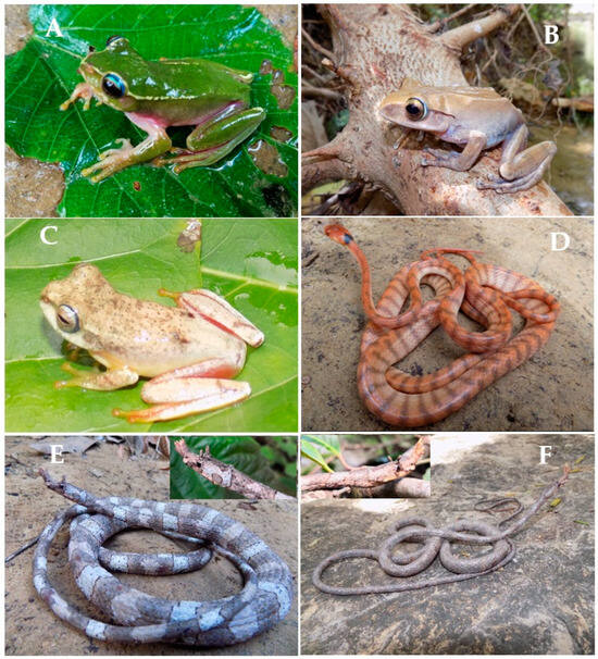 Amphibians and Reptiles of the Montagne des Français: An Update of the ...