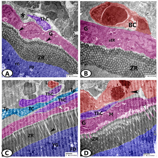 Ovary of Zebrafish during Spawning Season: Ultrastructure and ...