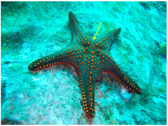 Aquatic and Terrestrial Invertebrate Welfare