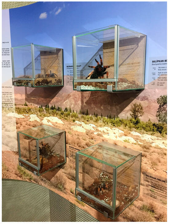 Aquatic and Terrestrial Invertebrate Welfare