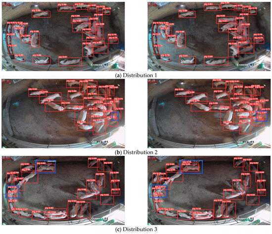 Animals | Free Full-Text | Pig Counting Algorithm Based on Improved YOLOv5n Model with ...