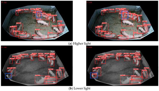 Animals | Free Full-Text | Pig Counting Algorithm Based on Improved YOLOv5n Model with ...