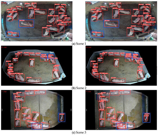 Pig Counting Algorithm Based on Improved YOLOv5n Model with Multiscene ...