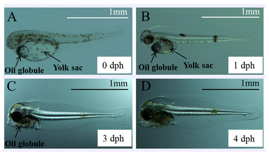 Changes in Growth and Feeding Characteristics during Early Ontogenesis ...