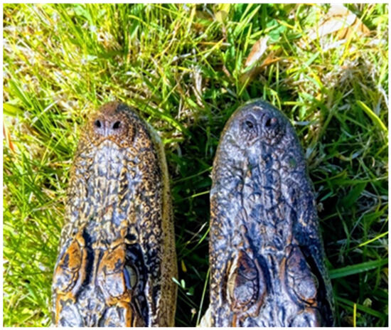 Morphological and Ontogenetic Skin Color Changes in the American ...