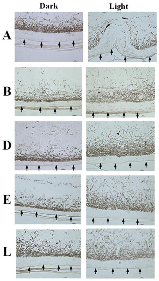 Morphological and Ontogenetic Skin Color Changes in the American ...