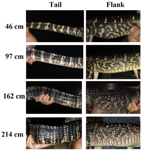 Morphological and Ontogenetic Skin Color Changes in the American ...