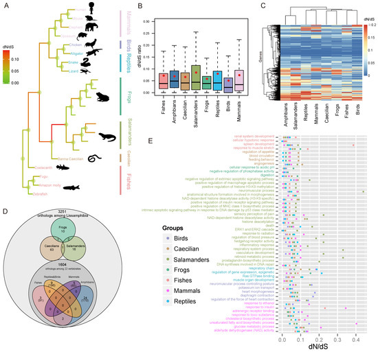 Evolutionary Insights into the Relationship of Frogs, Salamanders, and ...