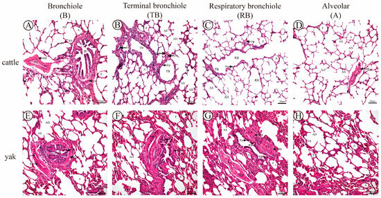 Study of Transcriptomic Analysis of Yak (Bos grunniens) and Cattle (Bos ...
