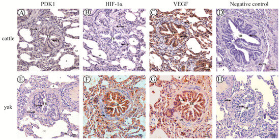 Study of Transcriptomic Analysis of Yak (Bos grunniens) and Cattle (Bos ...