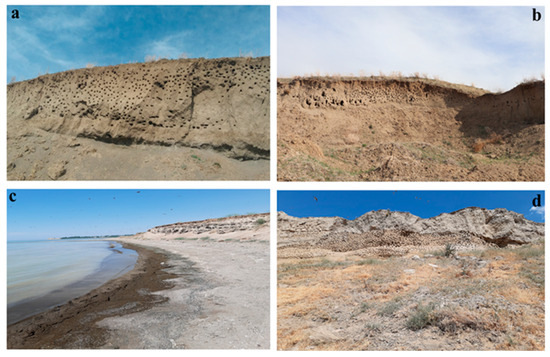 Sand-Related Factors Influencing Nest Burrowing Potential of the Sand ...