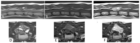 Vertebral Osteosarcoma in Two Cats—Diagnosis, Treatment, and Outcome