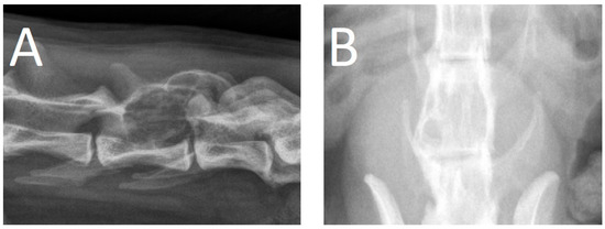 Vertebral Osteosarcoma in Two Cats—Diagnosis, Treatment, and Outcome