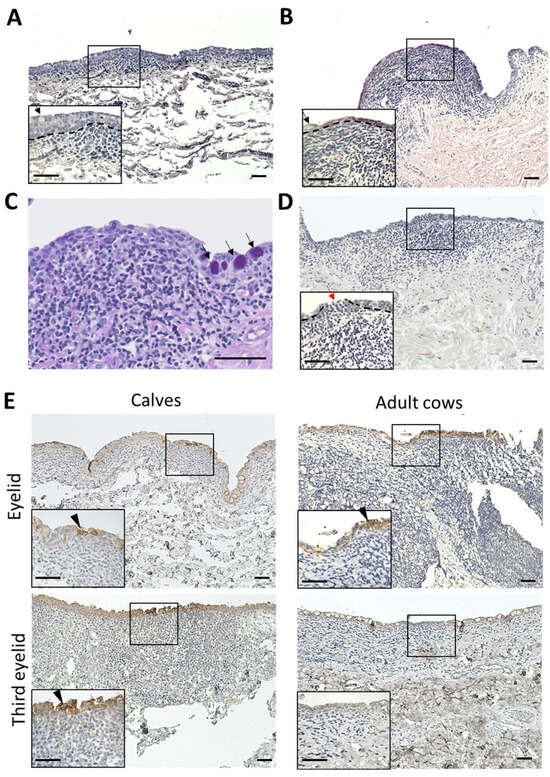 Histological Characteristics of Conjunctiva-Associated Lymphoid Tissue ...