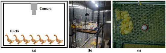 Regulation of Meat Duck Activeness through Photoperiod Based on Deep ...