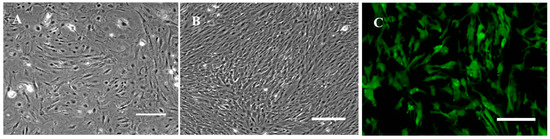Development of a New Marine Fish Continuous Cell Line Derived from ...
