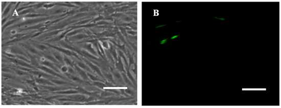 Development of a New Marine Fish Continuous Cell Line Derived from ...