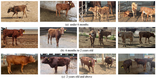 Cattle Body Detection Based on YOLOv5-EMA for Precision Livestock Farming