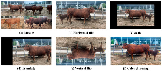 Cattle Body Detection Based on YOLOv5-EMA for Precision Livestock Farming