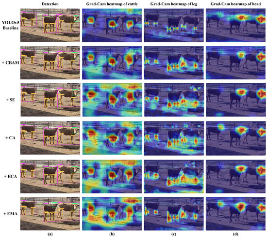 Cattle Body Detection Based on YOLOv5-EMA for Precision Livestock Farming
