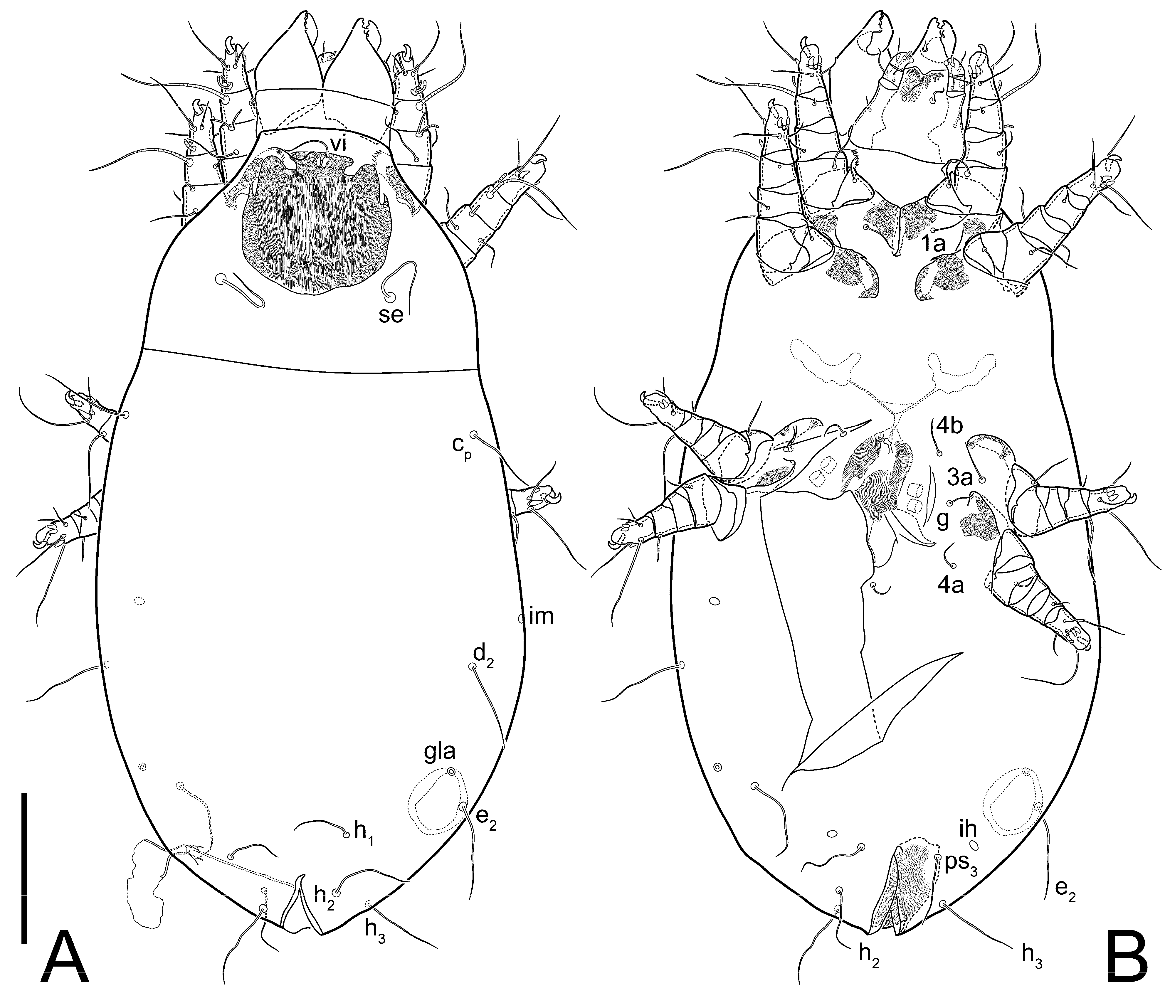 Animals | Free Full-Text | Thyreophagus tauricus sp. n., a New ...