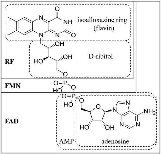From Metabolism to Vitality: Uncovering Riboflavin’s Importance in ...