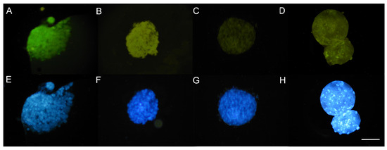 Resveratrol Reduces ROS by Increasing GSH in Vitrified Sheep Embryos