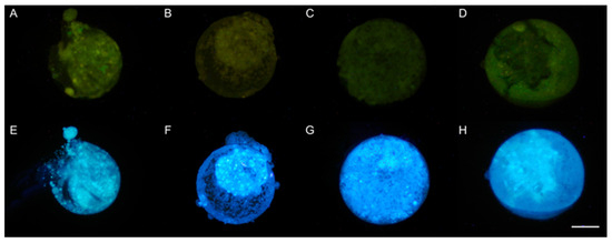 Resveratrol Reduces ROS by Increasing GSH in Vitrified Sheep Embryos