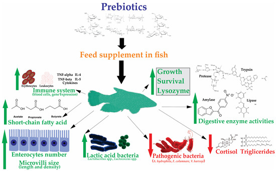 Prebiotics in Global and Mexican Fish Aquaculture: A Review
