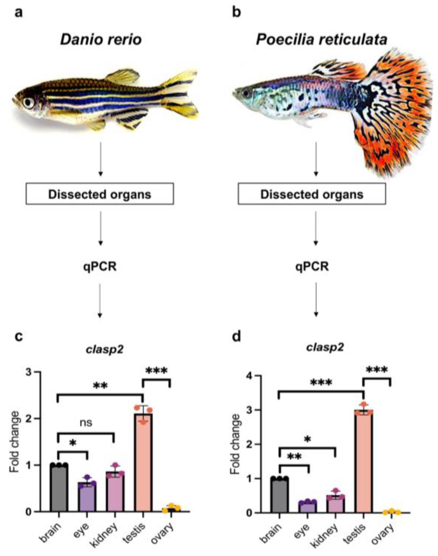 Analysis of clasp2 Transcription Pattern in Male Germ Cells during Spermatogenesis: A ...