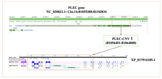 Effects of Copy Number Variations in the Plectin (PLEC) Gene on the ...