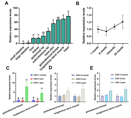 Effects of Copy Number Variations in the Plectin (PLEC) Gene on the ...