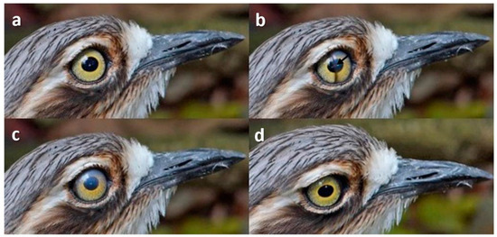 The Various Ways in Which Birds Blink