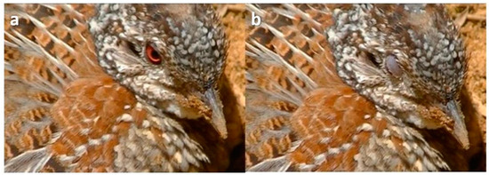 The Various Ways in Which Birds Blink