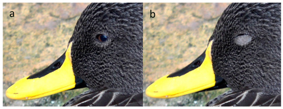 The Various Ways in Which Birds Blink