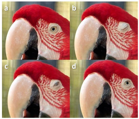 The Various Ways in Which Birds Blink