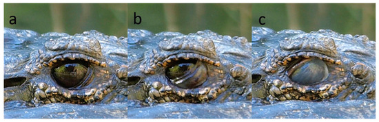 The Various Ways in Which Birds Blink