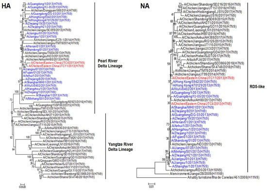 Genetically Related Avian Influenza H7N9 Viruses Exhibit Different ...