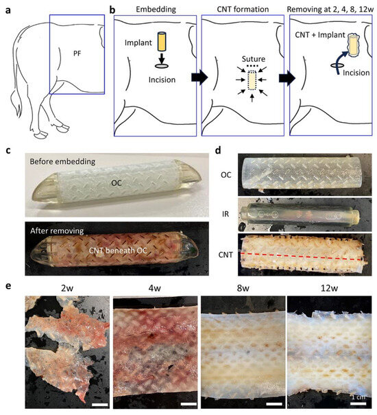 Structural Features of Connective Tissue Formed around Resin Implants ...