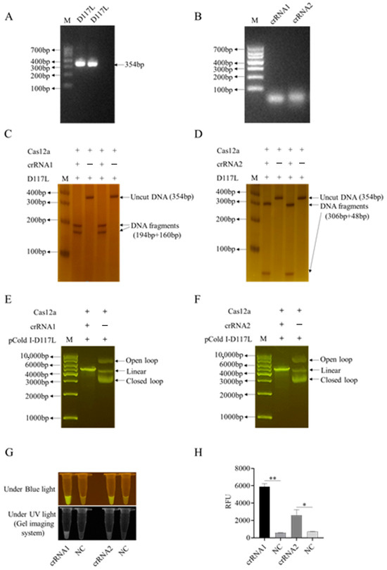 Rapid Visual Detection of African Swine Fever Virus with a CRISPR ...