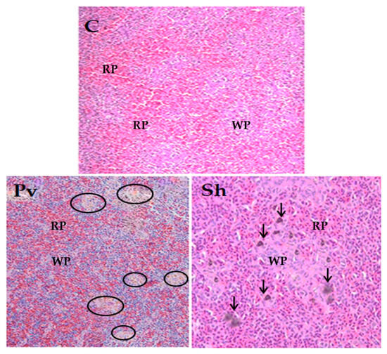 Staphylococcus haemolyticus and Providencia vermicola Infections ...