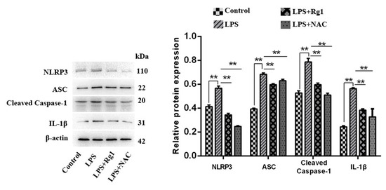 Ginsenoside Rg1 Alleviates Lipopolysaccharide-Induced Fibrosis of ...