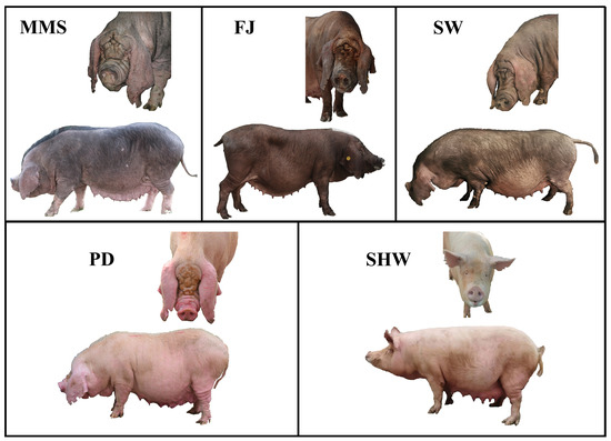 Animals | Free Full-Text | Genomic Dissection through Whole-Genome ...