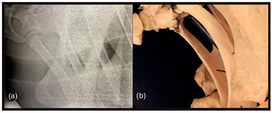 Animals | Free Full-Text | Radiological Methods for the Imaging of ...