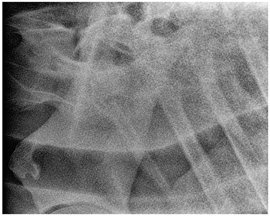 Animals | Free Full-Text | Radiological Methods for the Imaging of ...