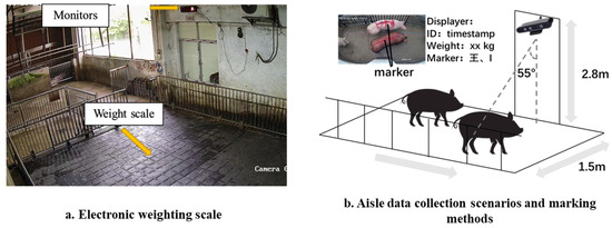 Animals | Free Full-Text | Dual-Stream Fusion Network with ConvNeXtV2 for Pig Weight Estimation ...