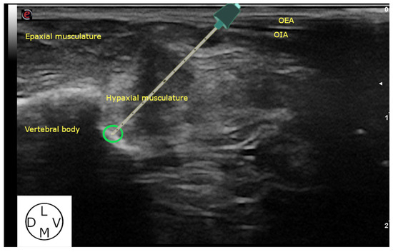 Animals | Free Full-Text | Modified Ultrasound-Guided Dorsal Quadratus ...
