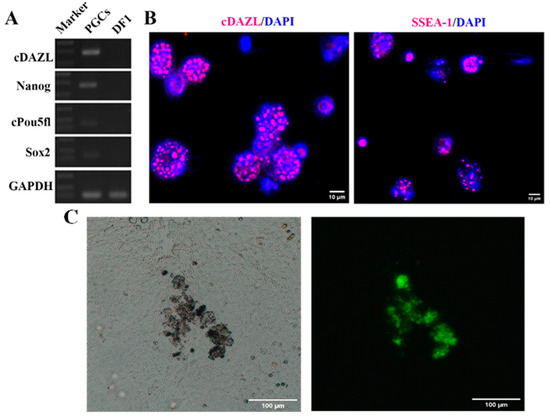 A Novel, Efficient Method to Isolate Chicken Primordial Germ Cells from ...